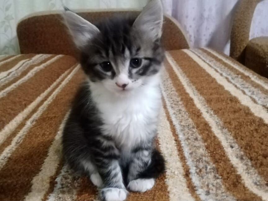 Котята мейн-кун