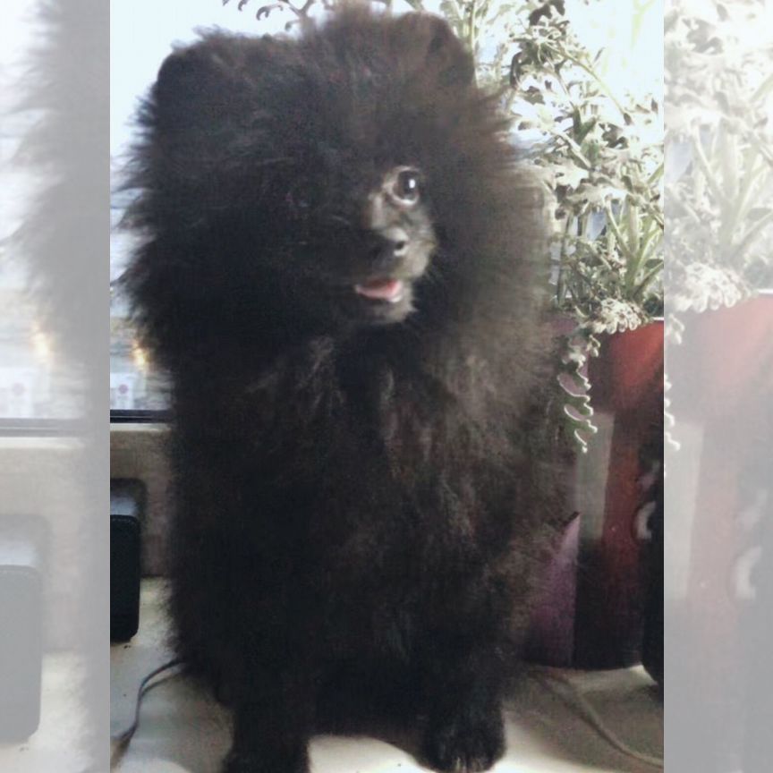 Померанский шпиц, щенок