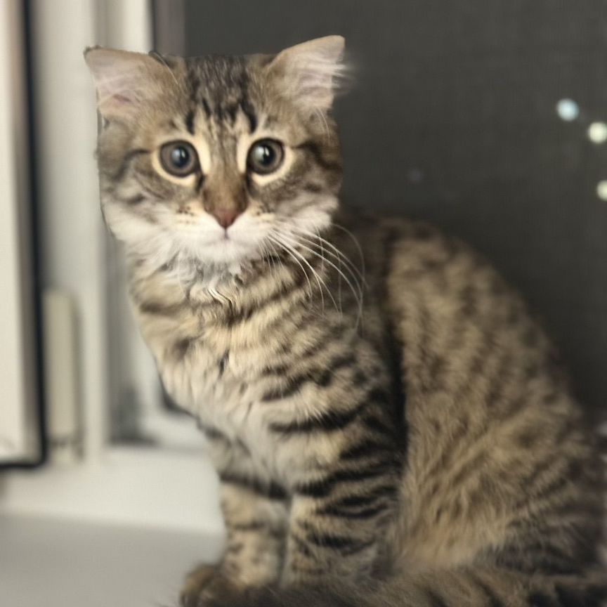 Кот бесплатно