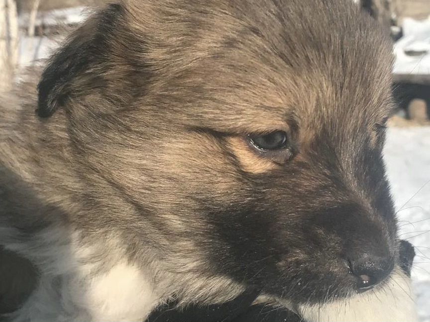 Щенок мальчик в надежные руки