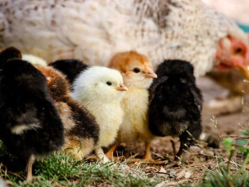 Цыплята помесные