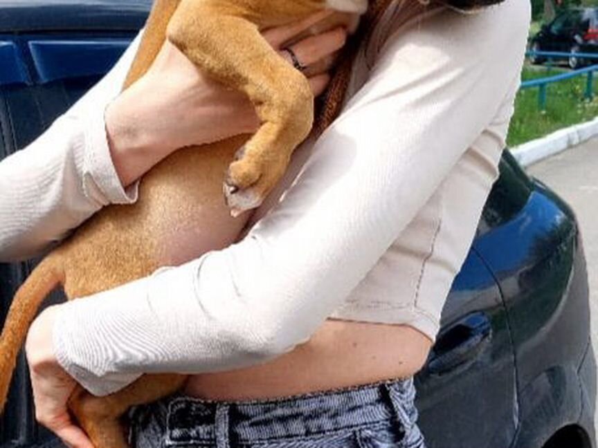 Щенки стаффорда