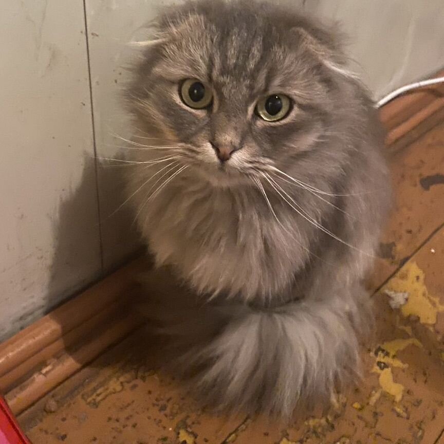 Вислоухие котята бесплатно