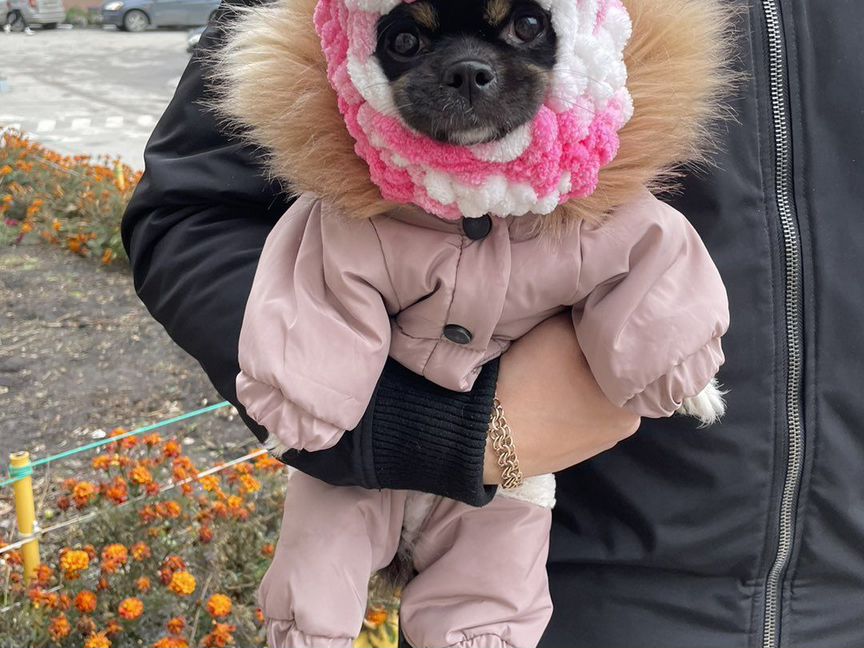 Балаклавы для собак