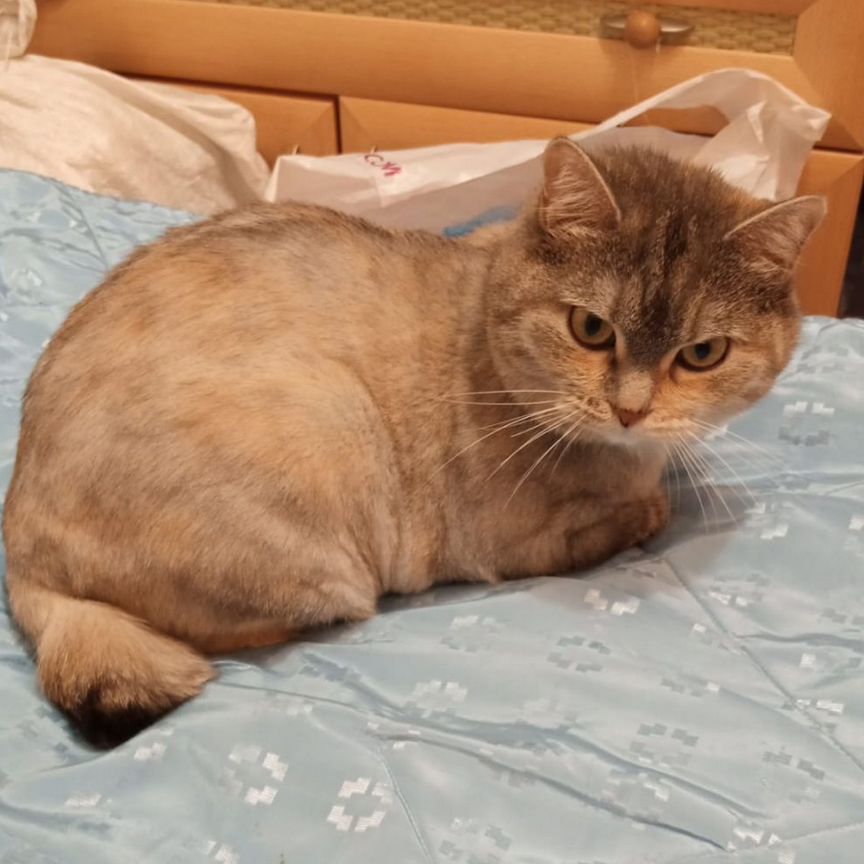 Отдам кошечку, бесплатно