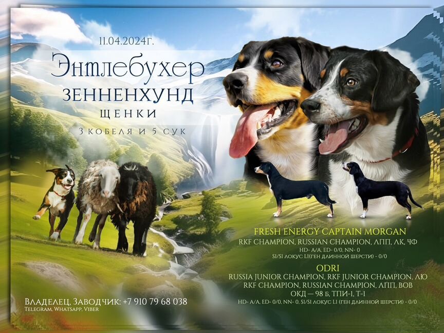 Щенки Энтлебухер Зенненхунд