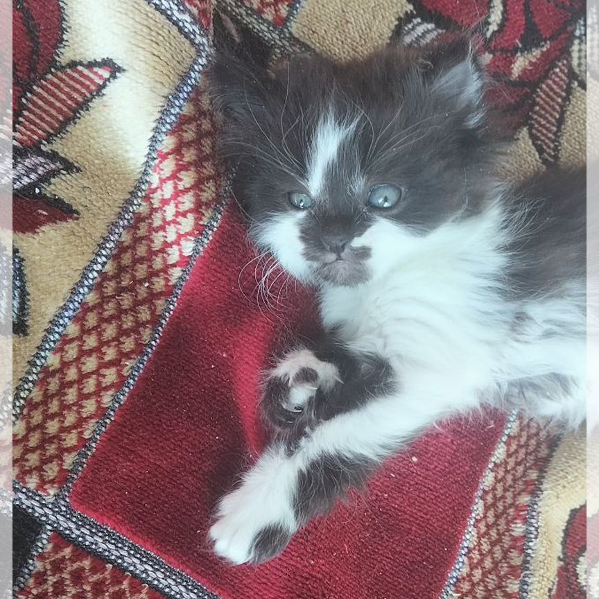 Котёнок в добрые руки