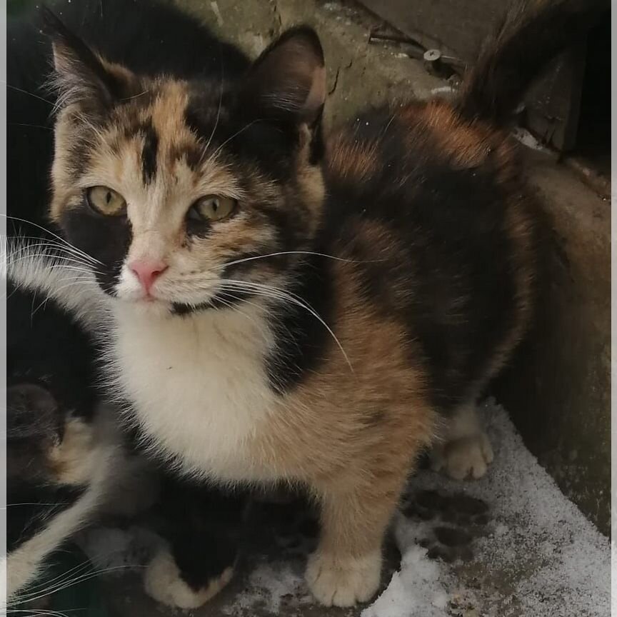 Отдам котенка 4 мес