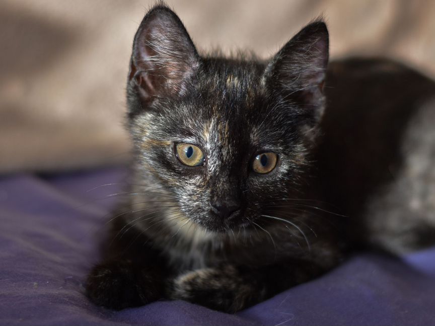 Две малышки ищут семью