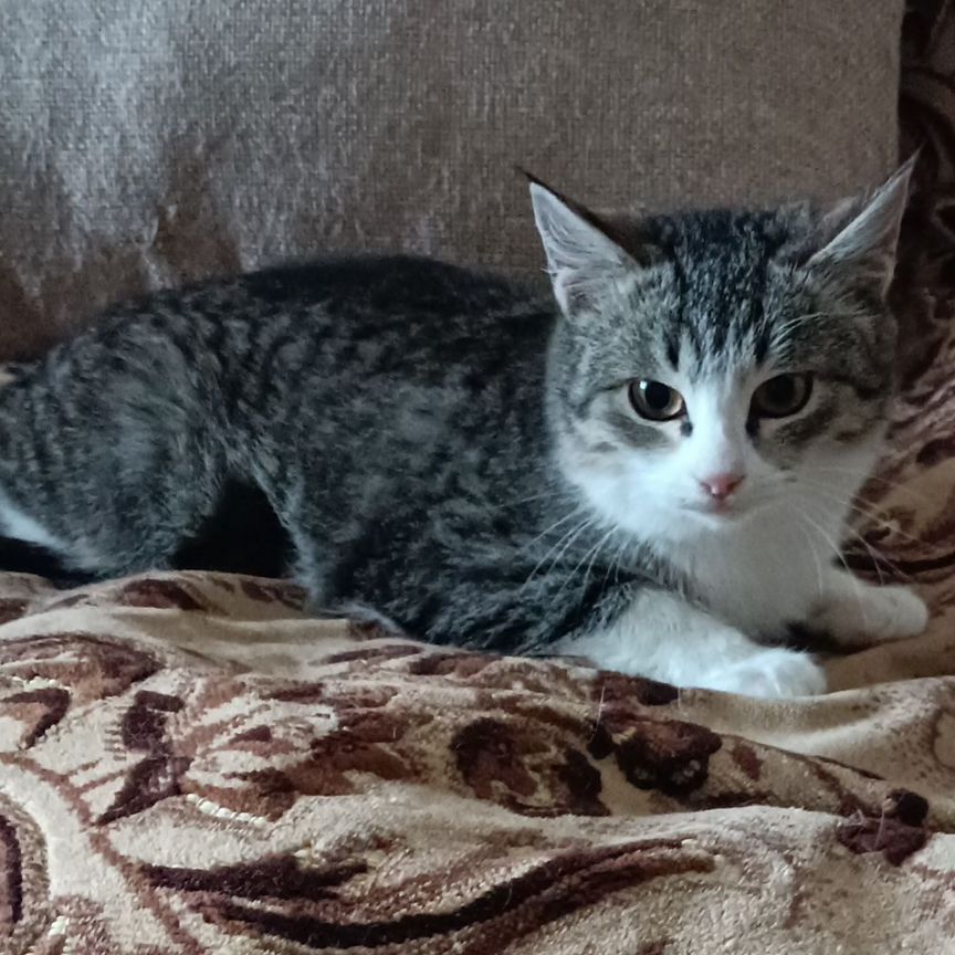 Котёнок в добрые руки