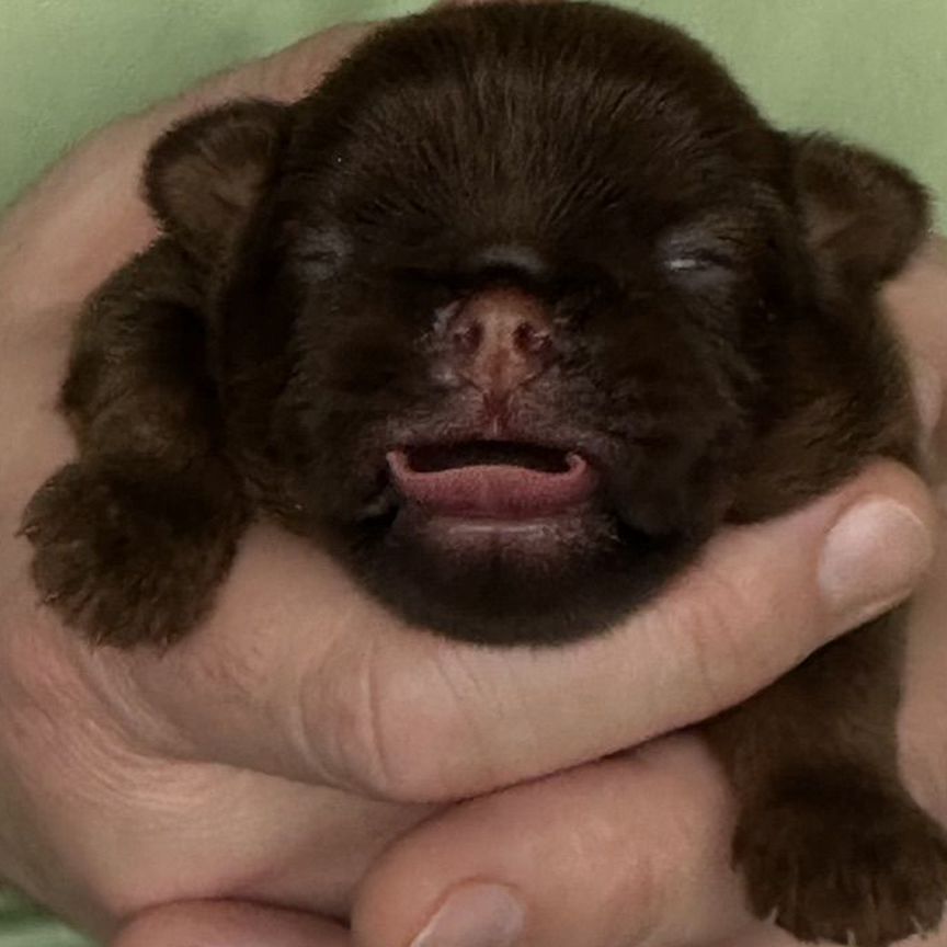 Бельгийский гриффон, щенок