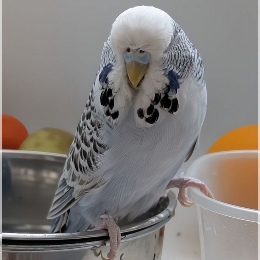 Волнистый попугай ввп чех самки