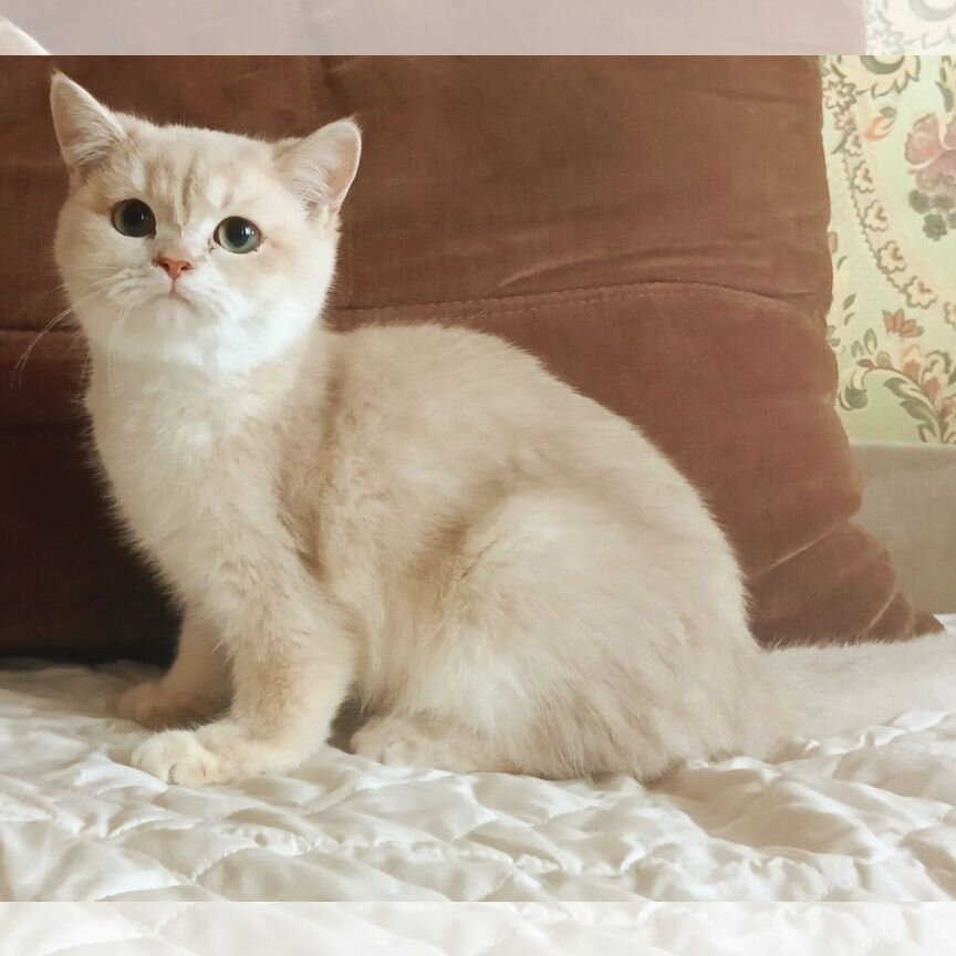 Лиловая британочка