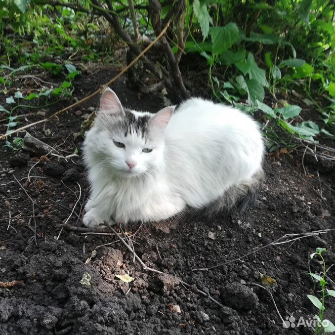 Кошка классная только в самые заботливые руки