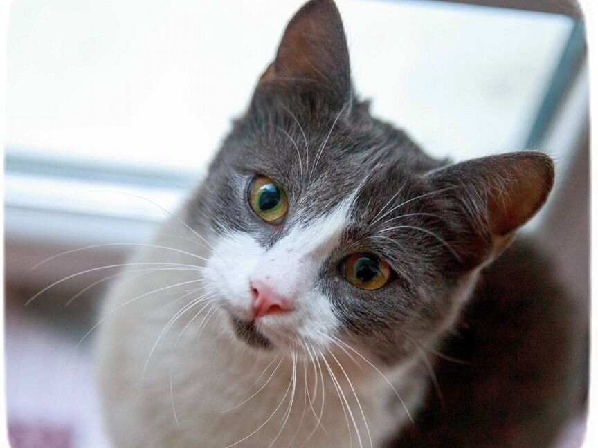 Мурочка ждёт своего человека