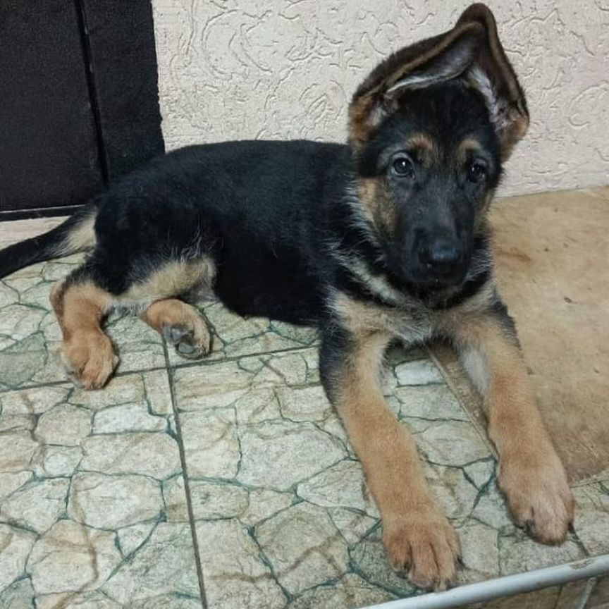 Немецкая овчарка