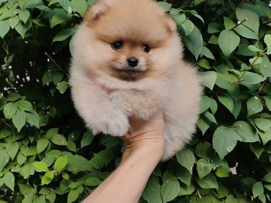 Померанский шпиц девочка