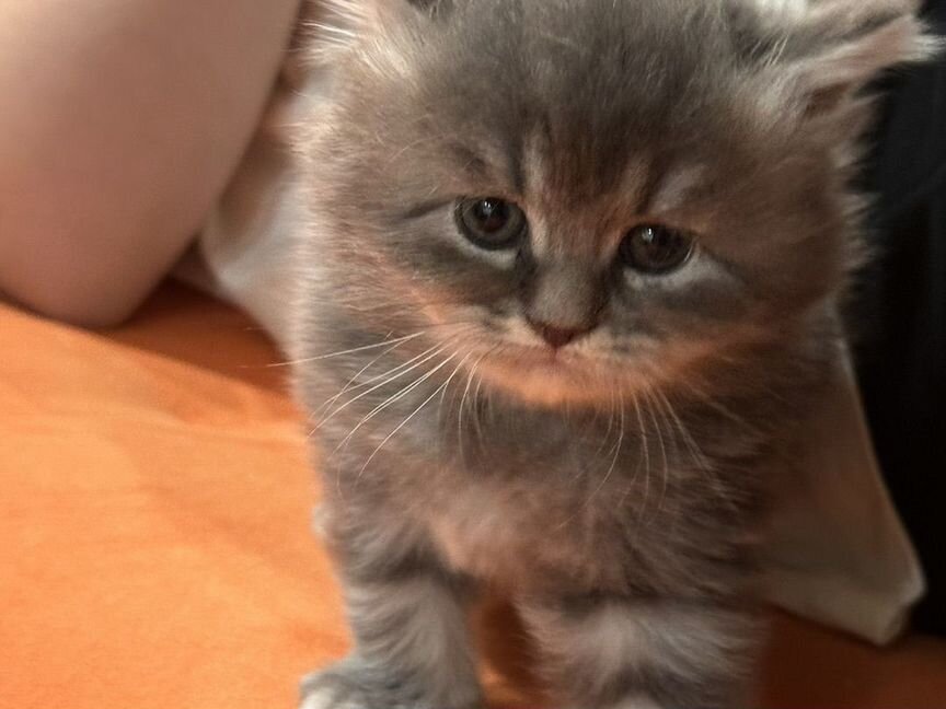 Шотладские прямоухие котята