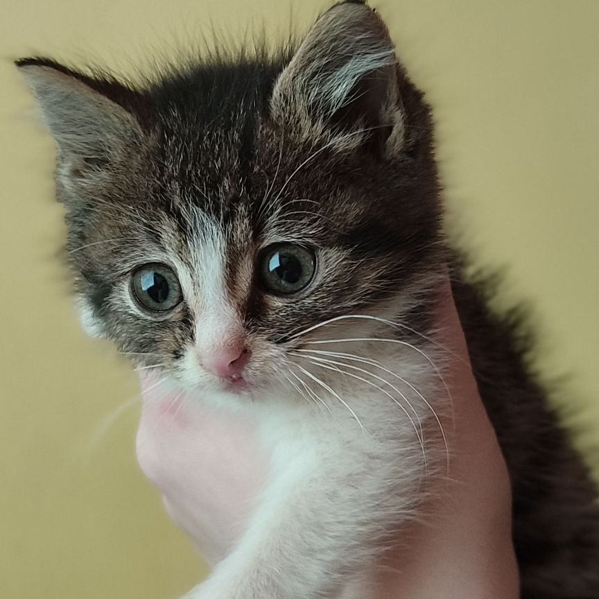 Отдаётся кошечка в добрые руки