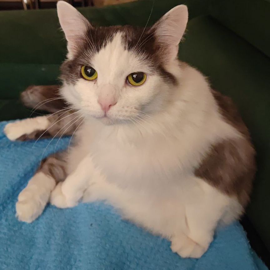 Взрослый кот от частного владельца