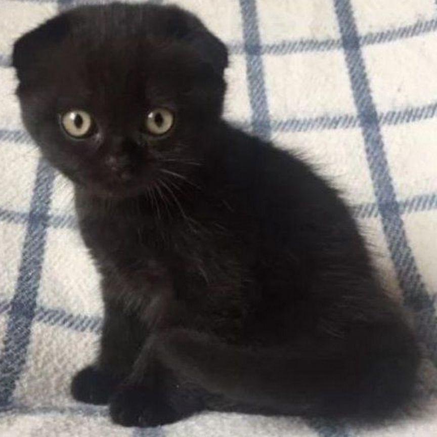 Шотландский вислоухий короткошёрстный котёнок
