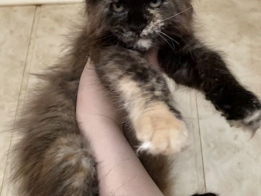 Котята мейн-кун девочка и мальчик