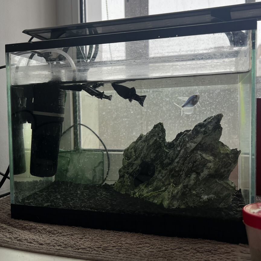 Аквариумные рыбки