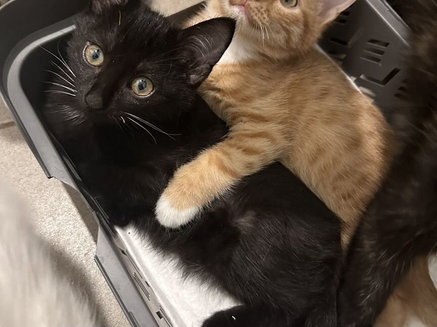 Котята в добрые руки приучены к лотку