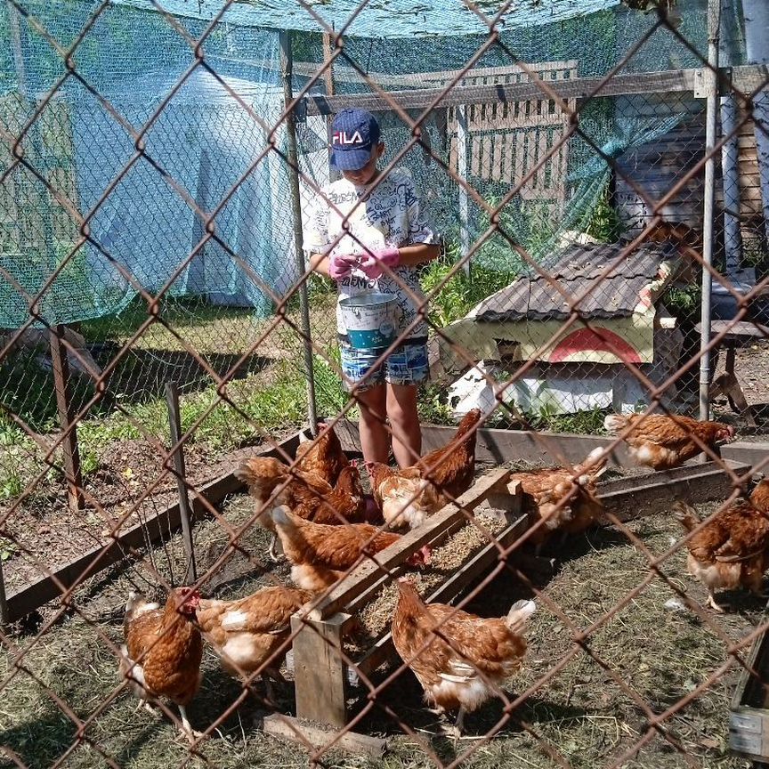 Куры несушки домен Браун 1,5 год-е