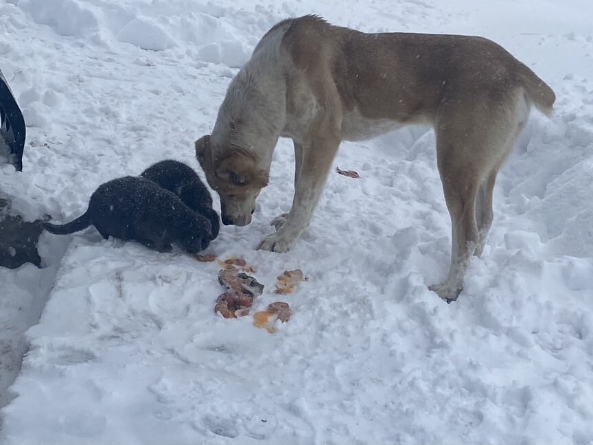 Щенки сао алабай
