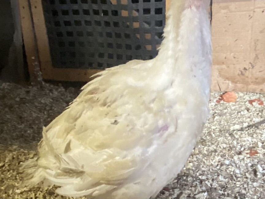 Индюшата хайбрид конвертер