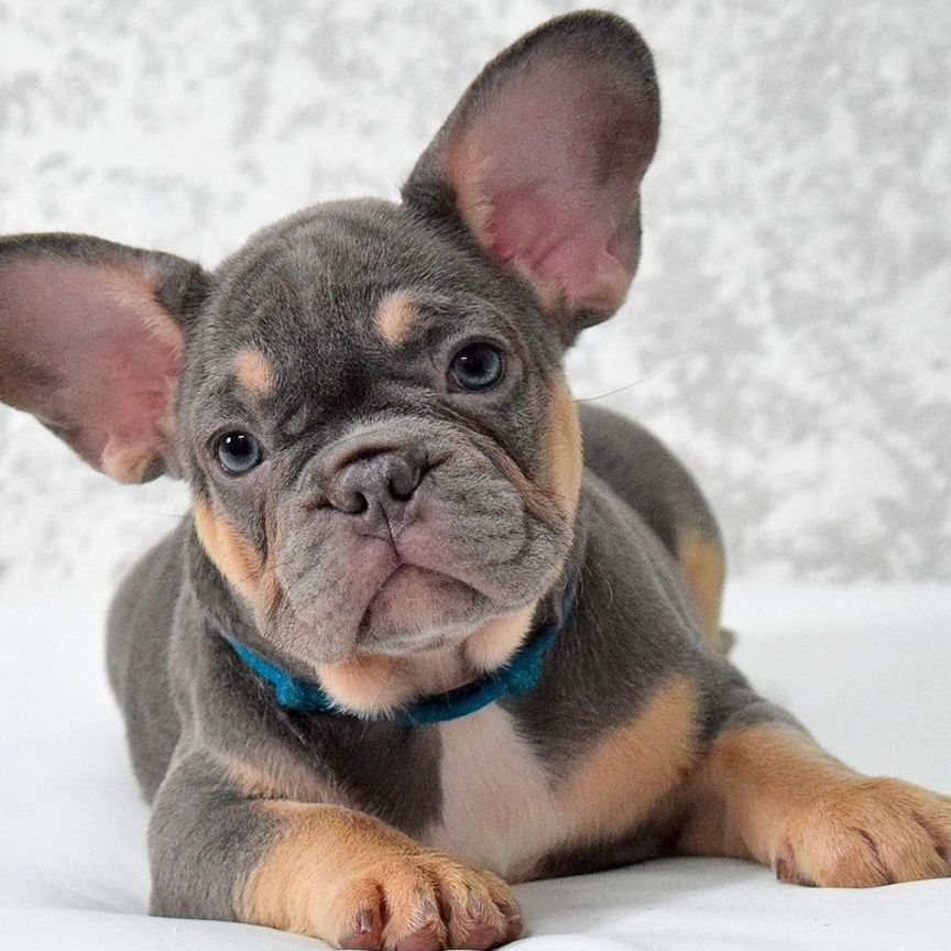 Французский бульдог, щенок