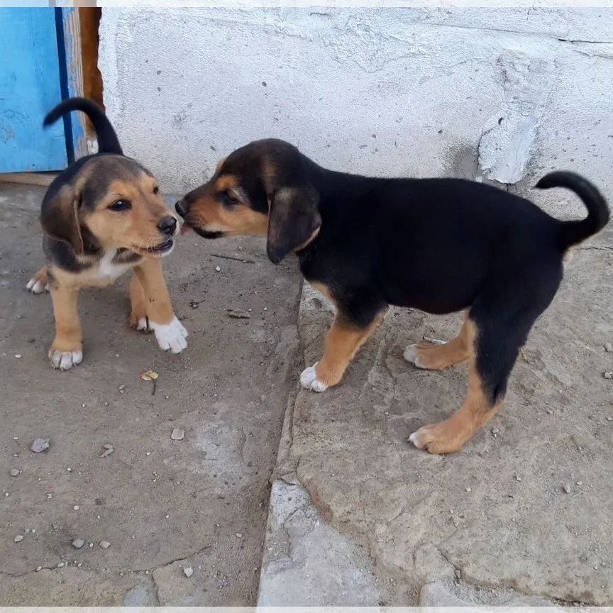 Охотничьи собаки щенки