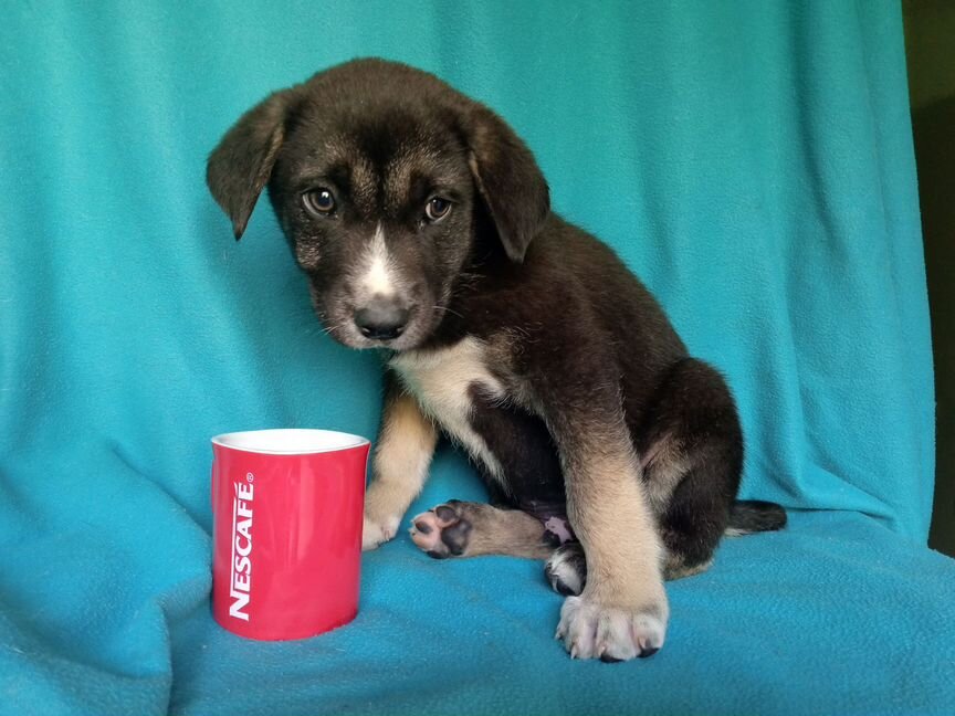 Щенки, метисы спаниеля