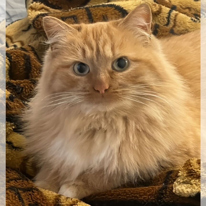 Взрослая, Девочка кошка в добрые руки