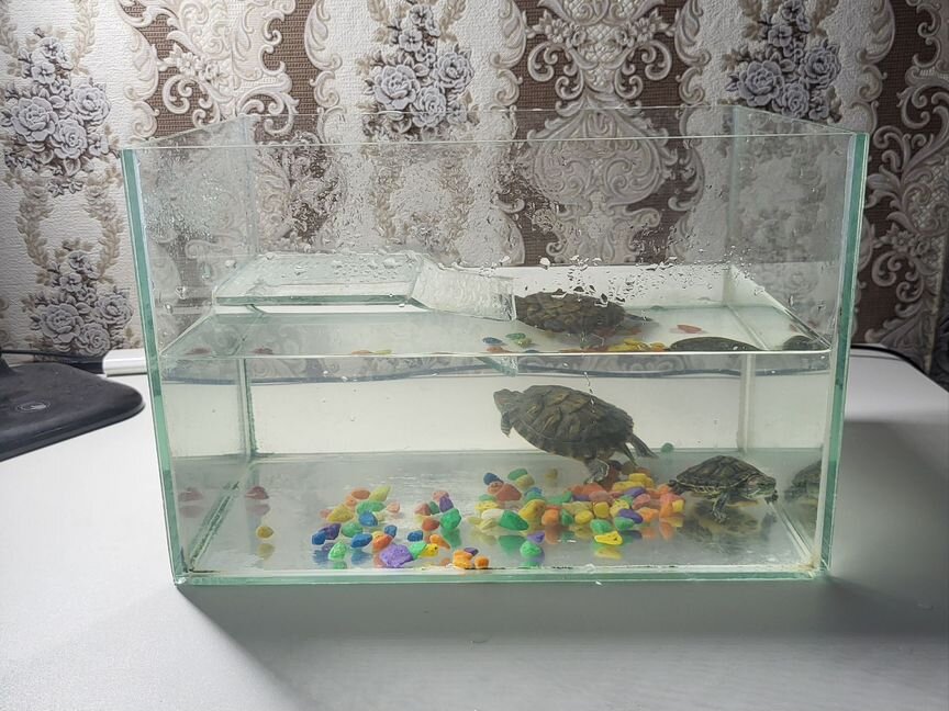 Террариум c красноухими черепахами