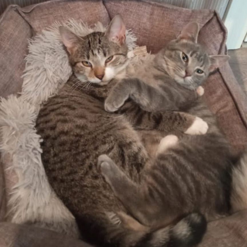 Котики бесплатно в добрые руки