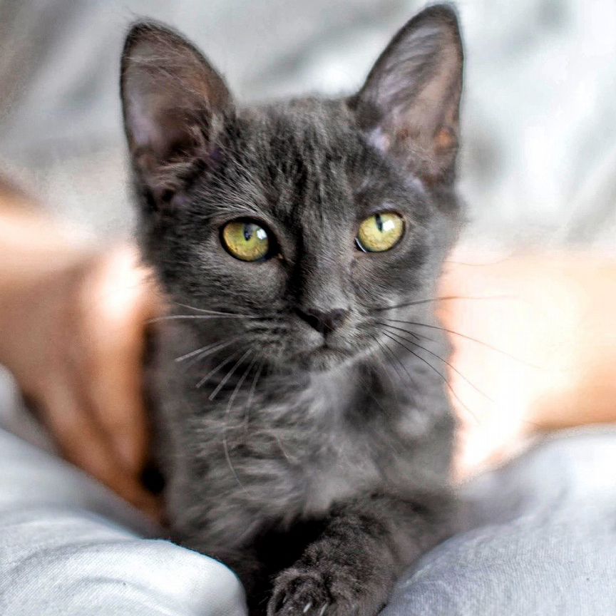 Котёнок в добрые руки