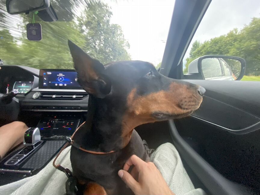 Собака в добрые руки доберман