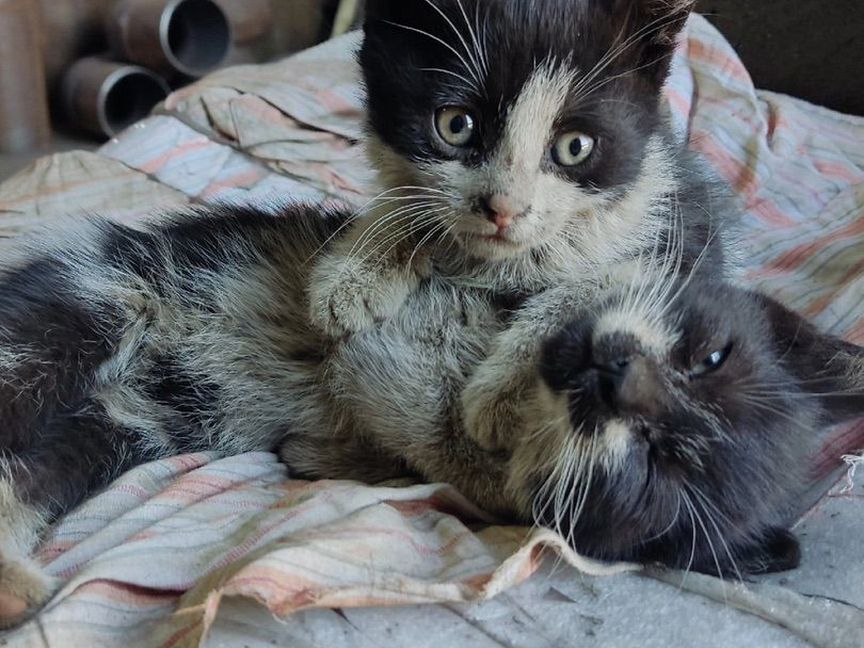 Котята в добрые руки бесплатно ст.м. Ладожская