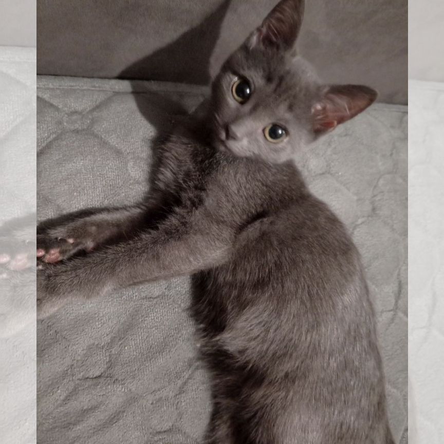 Котёнок в добрые руки