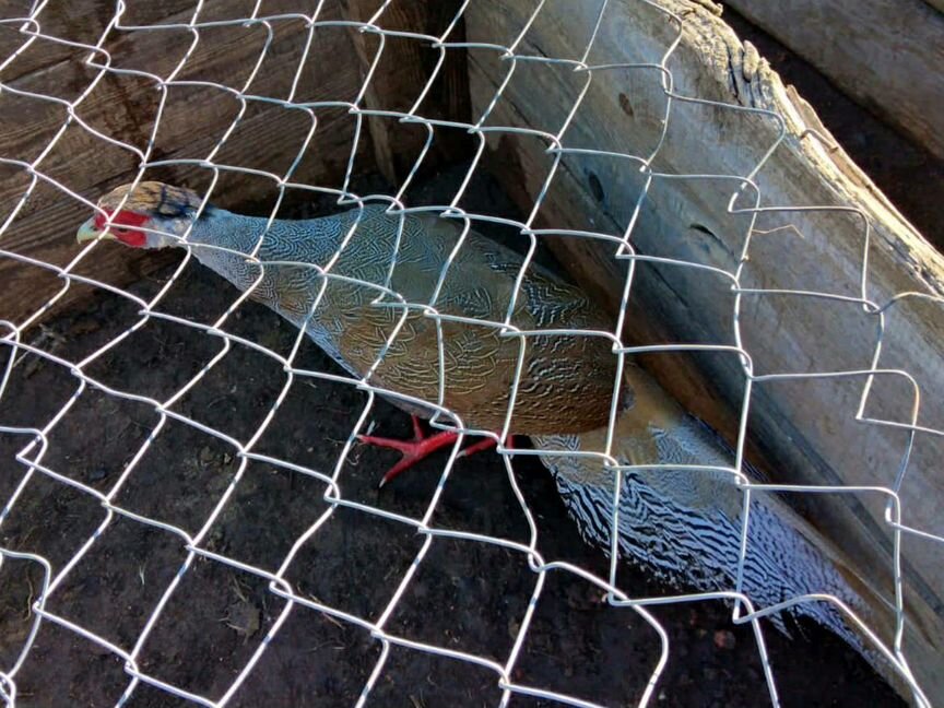 Фазан серебристый