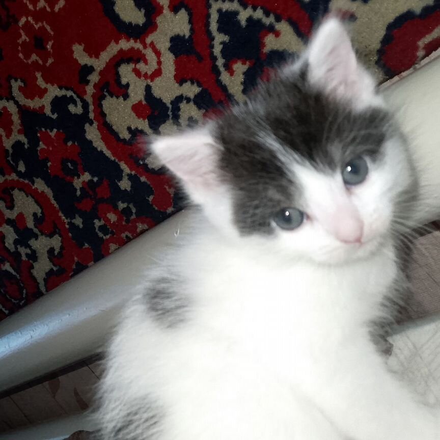 Котенок 1,5 месяца отдадим бесплатно