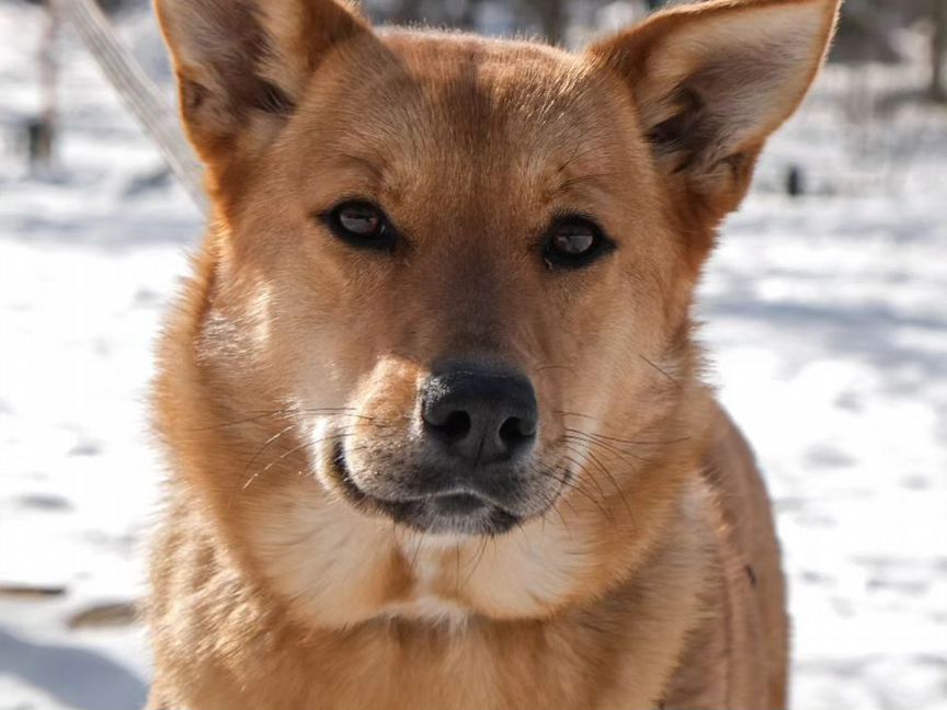 Хозяин привязал к столбу в мороз и оставил умирать