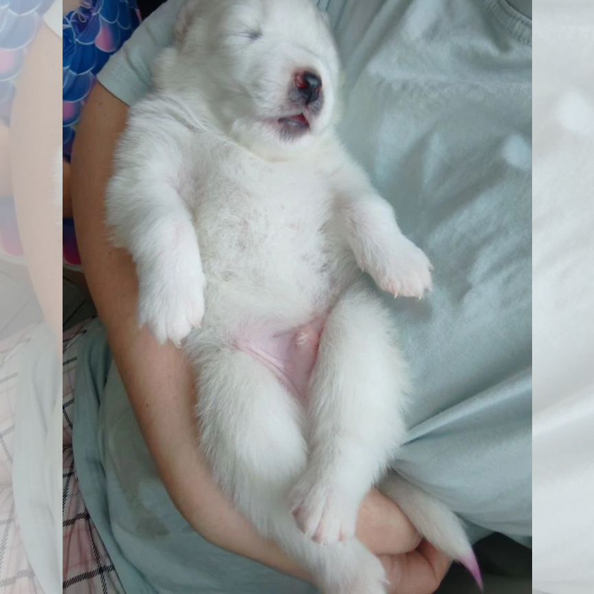 Самоедская собака, щенок