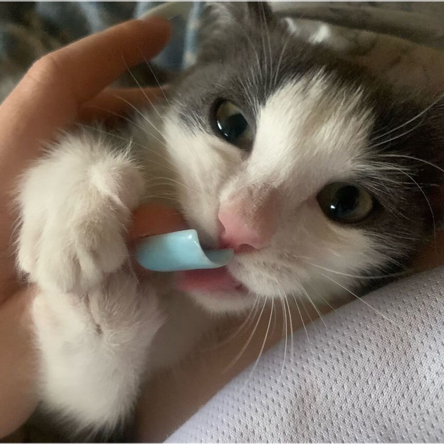 Котёнок в добрые руки