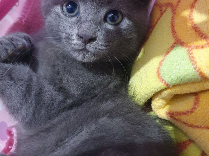 Котенок дымок