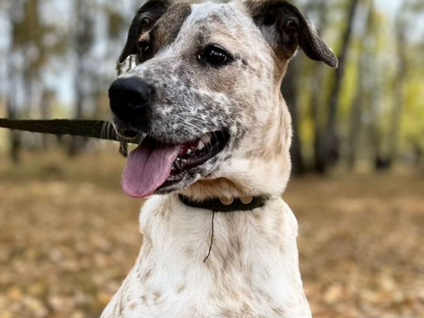 Щенок бесплатно