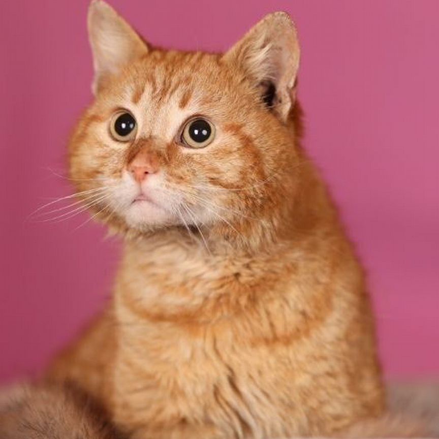 Взрослый кот в добрые руки