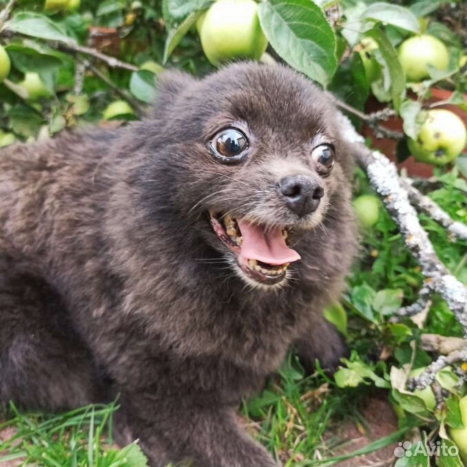 Шпицуля Букля ищет дом